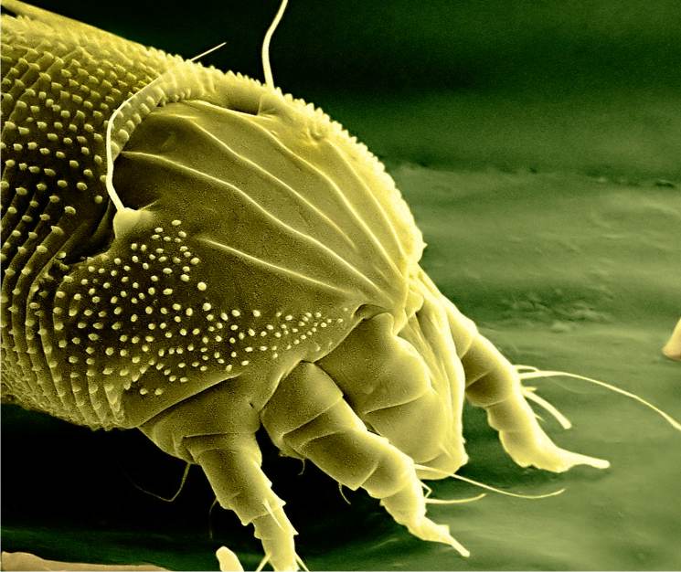 Eriofide del nocciolo: acaro delle gemme. Come combatterlo. | Frutteto ...