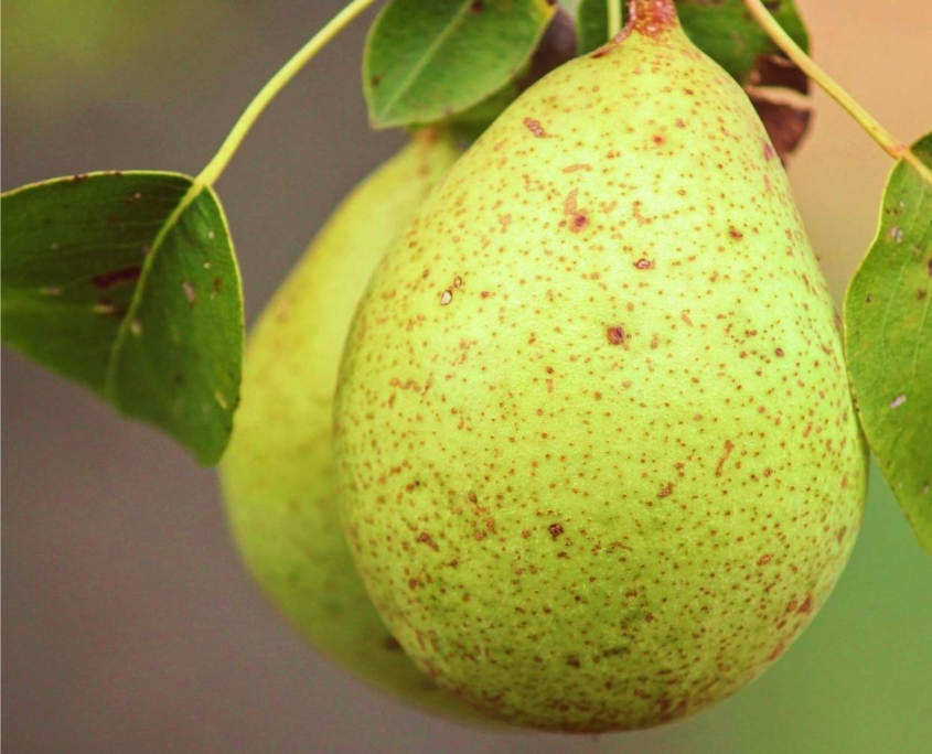 La coltivazione del pero: alberi da frutto | Frutteto biologico