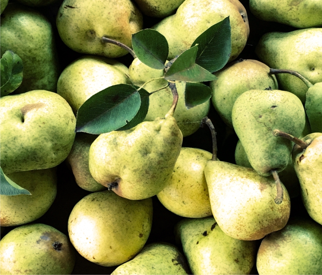 La raccolta delle pere: come e quando cogliere | Frutteto biologico
